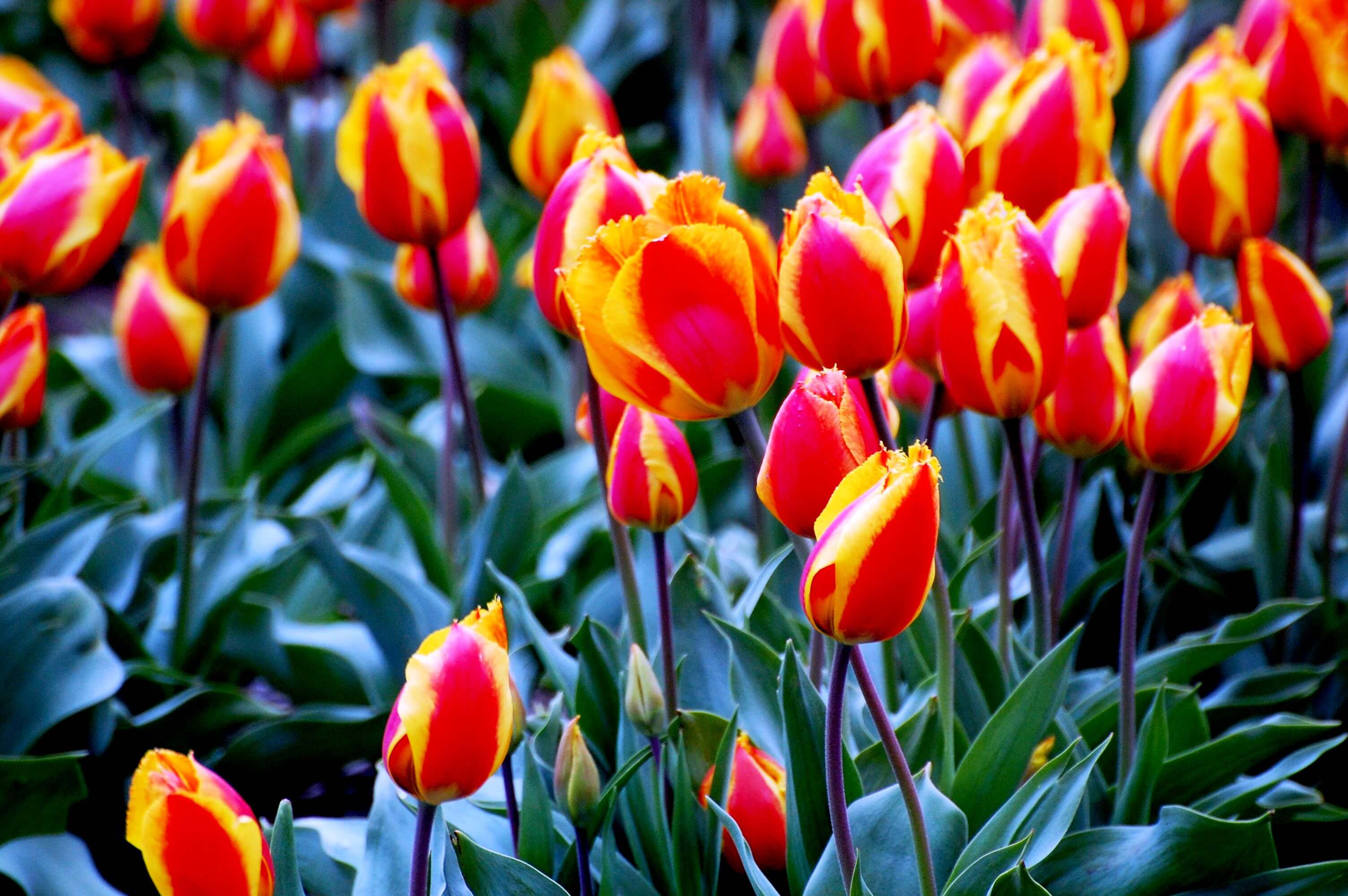 Nīderlande - Tulpju ziedēšanas laiks ar Travel RSP